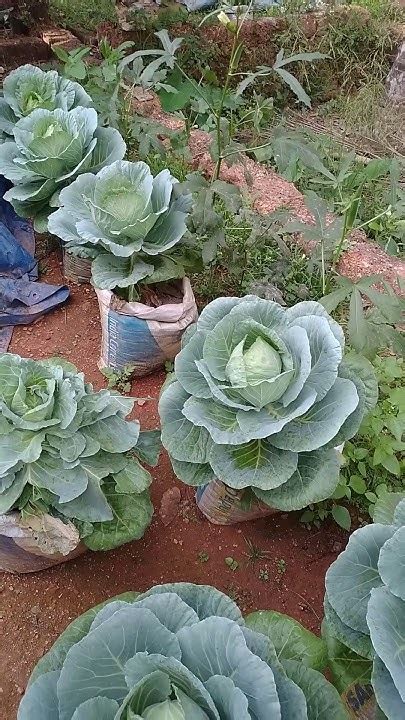 Cabbage Andcoliflower🥦🥦 Youtube