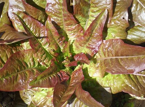 Lettuce Devils Ear Aka Devils Bit Kōanga