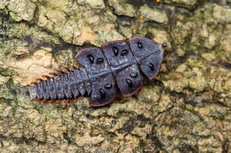 A Striking Macro Photograph Of A Trilobite Beetle Larva Genus