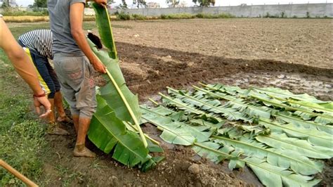 Part 10 Nursery Preparation Dapog Method Youtube