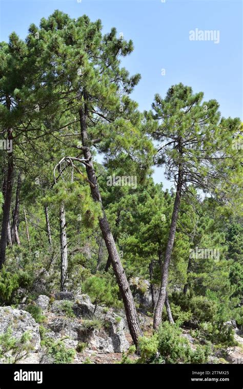 Maritime Pine Pinus Pinaster Is An Evergreen Tree Native To Western