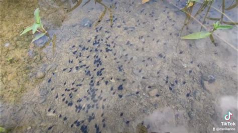 Butete Tadpole Frog Youtube