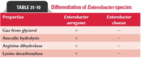 Enterobacter Cloacae Gram Stain