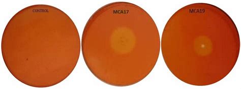 Cellulase Activity Zone Formation In Mca17 And Mca19 As Compared To