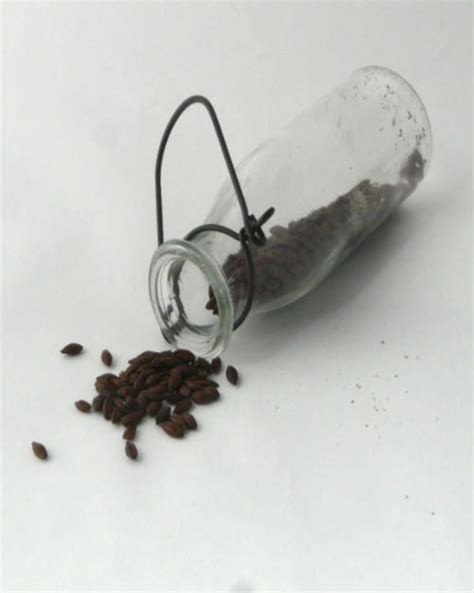 Chocolate Malt | The Malt Shop