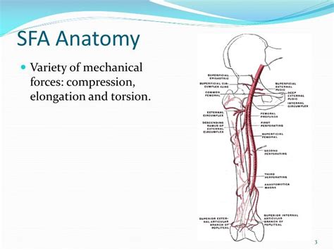 Ppt Dynamic Hemodynamic Simulation On Femoral Artery Powerpoint