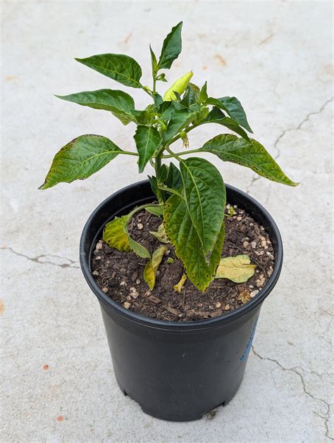 Are These Spots On The Leaves Of My Pepper Pepper Leaf Spot Dining