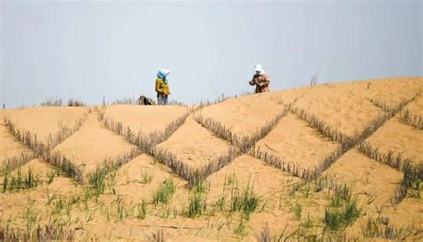 高考地理中的沙障治沙方格风速材料