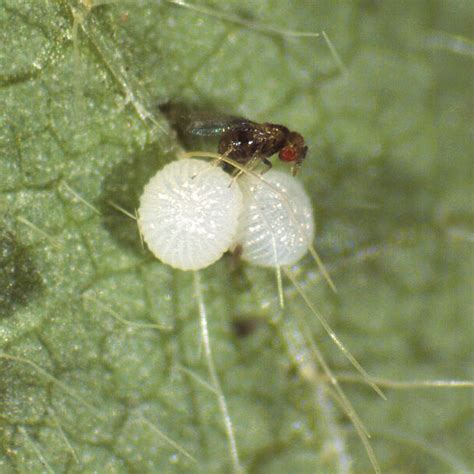 Pretiobug Koppert Products