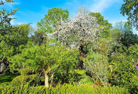 Forest Garden Plants