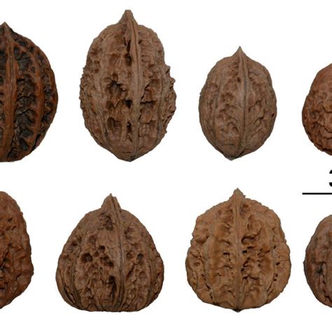 Complex Nut Morphology In Juglans Sect Cardiocaryon Including