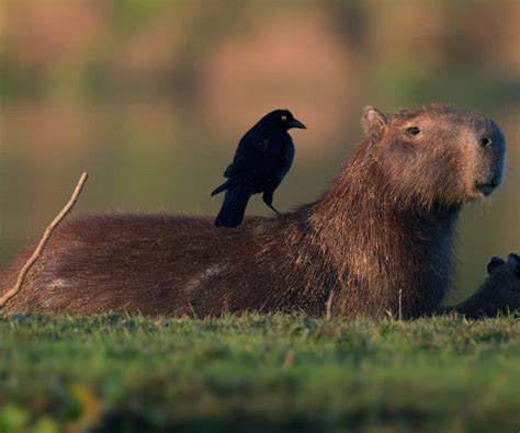 10 Fun Facts About Capybaras And Answers To The Most Common Capybara