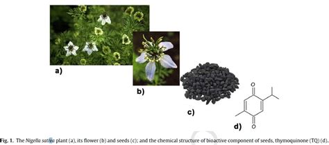 Timokinon Çörek Otundaki Kusursuz Bileşik Parlak Jurnal