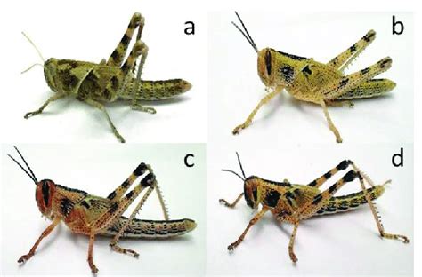 A Spectrum Of Density Dependent Phase Polyphenism From Absent To