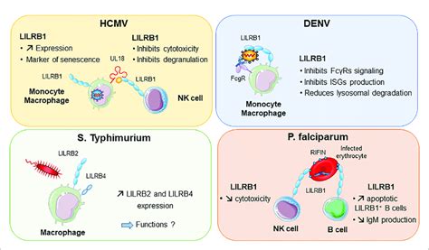 Lilrb1 And Lilrb2 Implication In Various Infectious Diseases Human