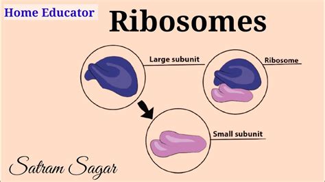 Ribosomesprotein Factorystructurefunctions Youtube