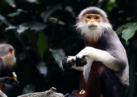 Save Vietnams Exquisite Grey Shanked Douc Langur Rainforest Trust