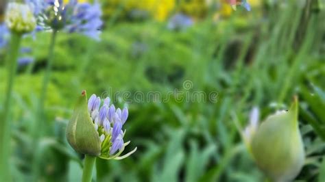 Blue African Lily Flower Agapanthus Africanus Compassion Flower Photo