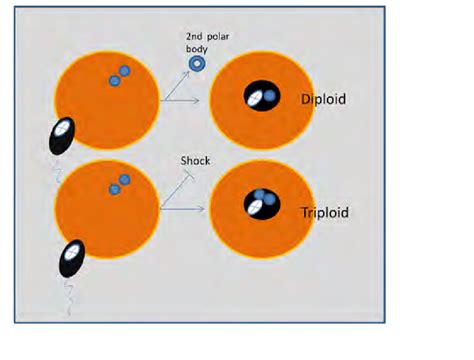 Production Of Triploid Embryos By Shocking Fertilised Eggs Modified