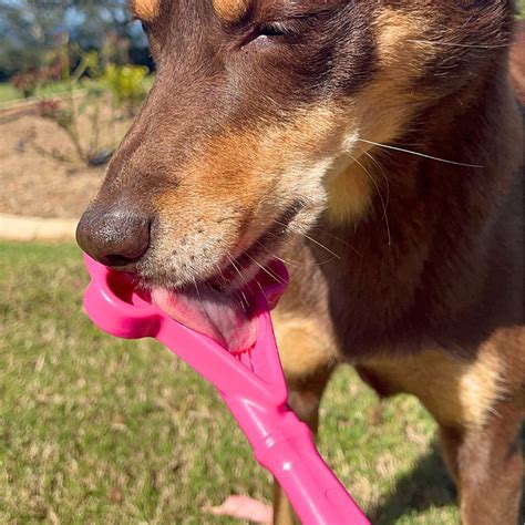 Sodapup Lick Stick For Dogs Interactive Enrichment And Training Tool
