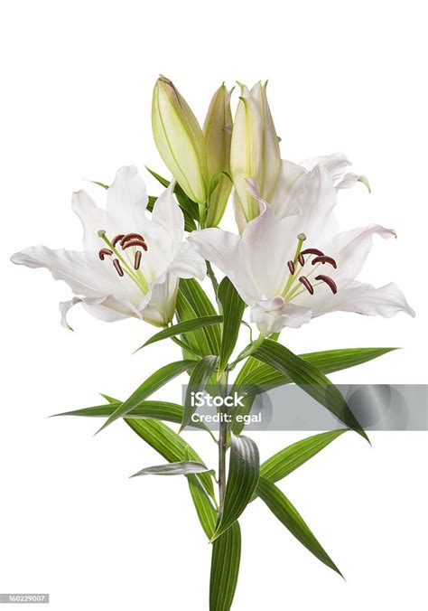 Lili Putih Di Latar Belakang Putih Foto Stok Unduh Gambar Sekarang