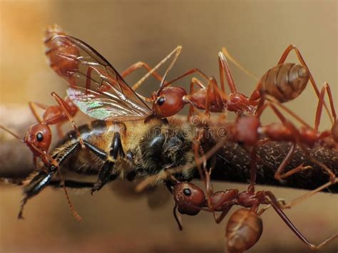 Close Up Of Ant Colony Caught The Bee Stock Image Image Of Close