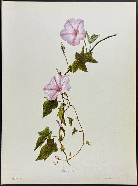 Lot 4812 Sinclair Hawaii Koali Ai Ipomaea Palmata Trillium