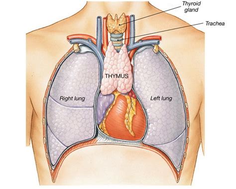 The Thymus Vestigial Not Ceh