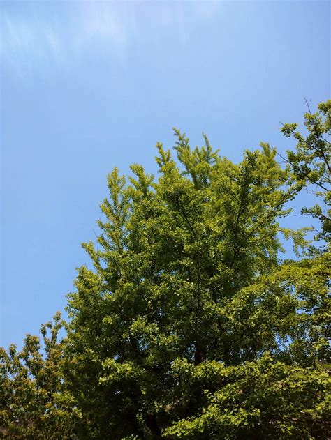 イチョウの若葉 初谷幸一 かしゃっと。