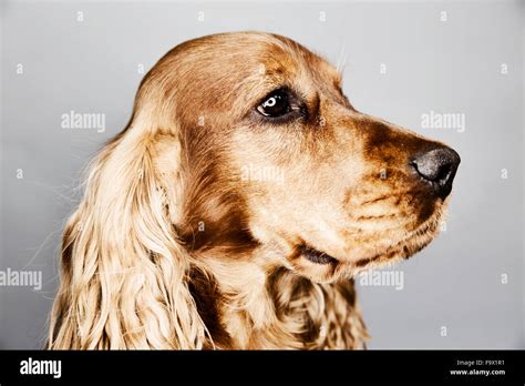 Portrait Of An English Cocker Spaniel In Front Of Grey Background Stock