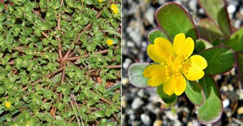 Portulaca Oleracea Common Purslane World Of Succulents