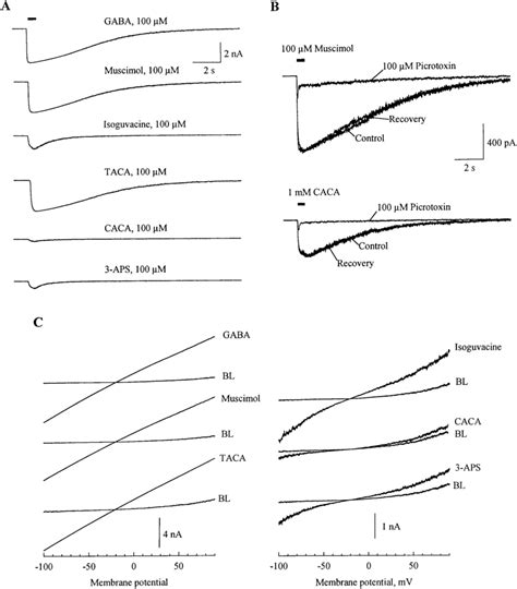 A Responses Of A Projection Neuron To Gaba Muscimol Isoguvacine