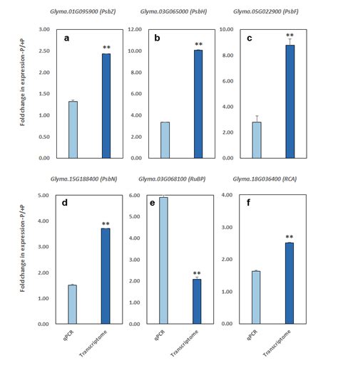 Relative Transcript Levels By Transcriptome And Qpcr Of Photosynthetic Download Scientific