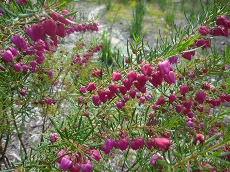 Plants To Enhance Summer Entertaining Gardening With Angus