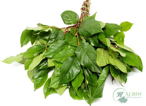Salal — Fresh Floral Greenery — Free Fedex Shipping Albin Hagstrom And Son
