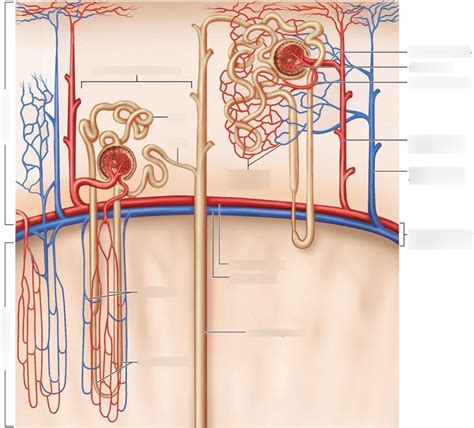 Nephron Diagram Quizlet