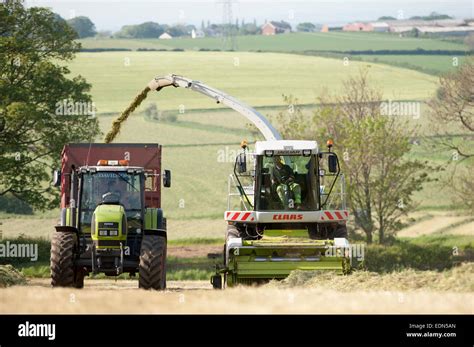 Claas Jaguar 850 Self Propelled Forager Chopping Grass And Loading Trailers For Silage To Be