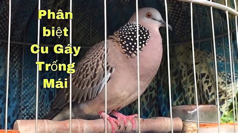 Cách Phân Biệt Chim Cu Gáy Trống Máichim Cu Gáy Youtube