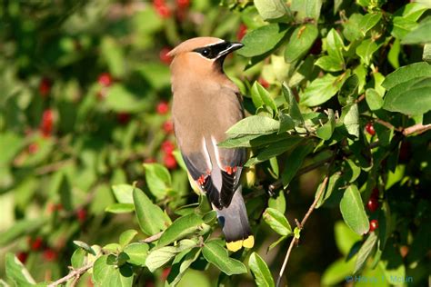Cedar Waxwing Red Wing Tips How I Got My Name Small Crin Flickr