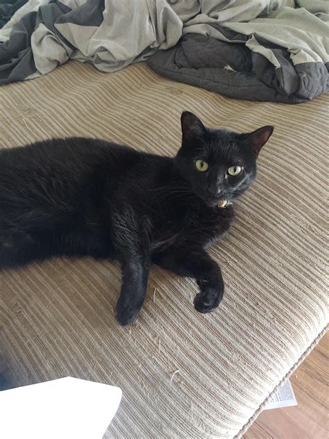 Beautiful Violet Scrolller