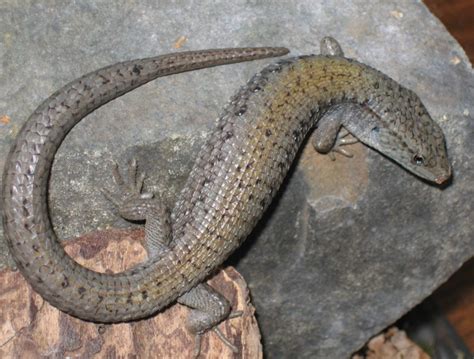 Four Reptile Species Found In Bc The Nature Trust Of British Columbia