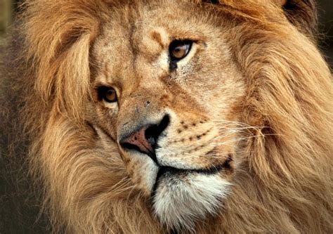 Lion Face Wallpapers Wallpaper Cave
