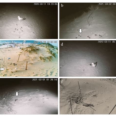 Predators Of Loggerhead Turtle Hatchlings Emerging From Nests Which