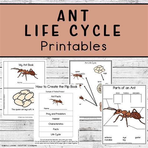 Ant Habitats Vanzack 2pcs Ant Water Dispenser For Fun Ant Habitat Tiny