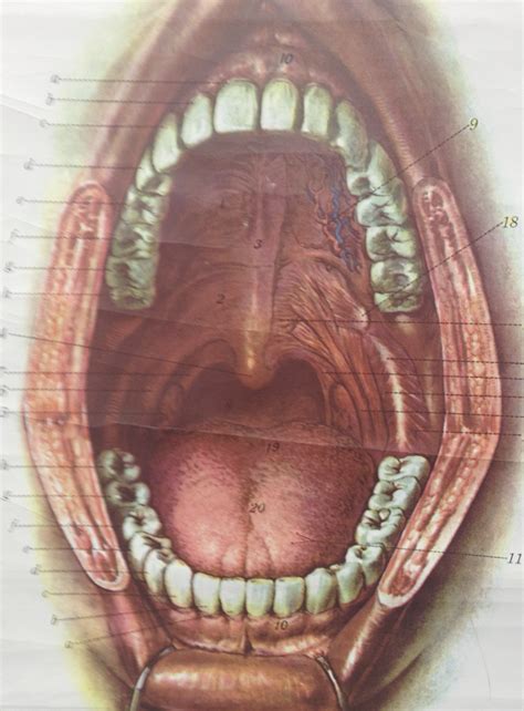 Oral Cavity Anatomy Diagram Quizlet
