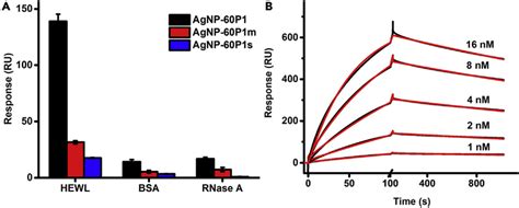 Spr Binding Between Hewl And Agnp Peptide Conjugates A Spr Binding Of