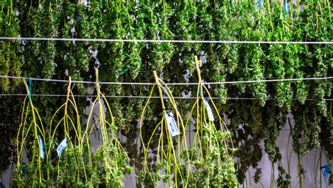 The Ultimate And Exhaustive Guide To Mastering Cannabis Drying