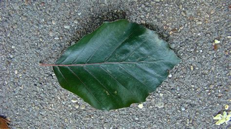 Flora Van Nederland Beuk Fagus Sylvatica