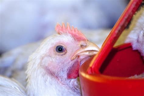 In Vitro And In Vivo Gastrointestinal Survival Of Non Encapsulated And