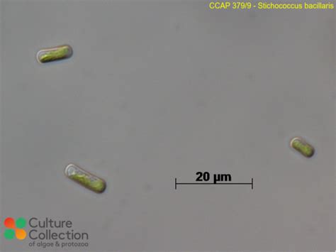 Stichococcus Bacillaris